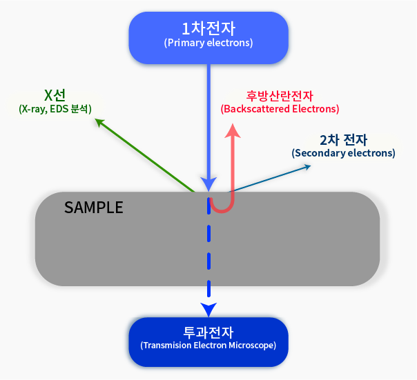 SEM 전자빔으로 발생하는 신호의 종류(SE, BSE)